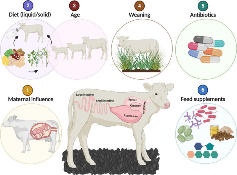 Animal Gut Microbiome Testing Service